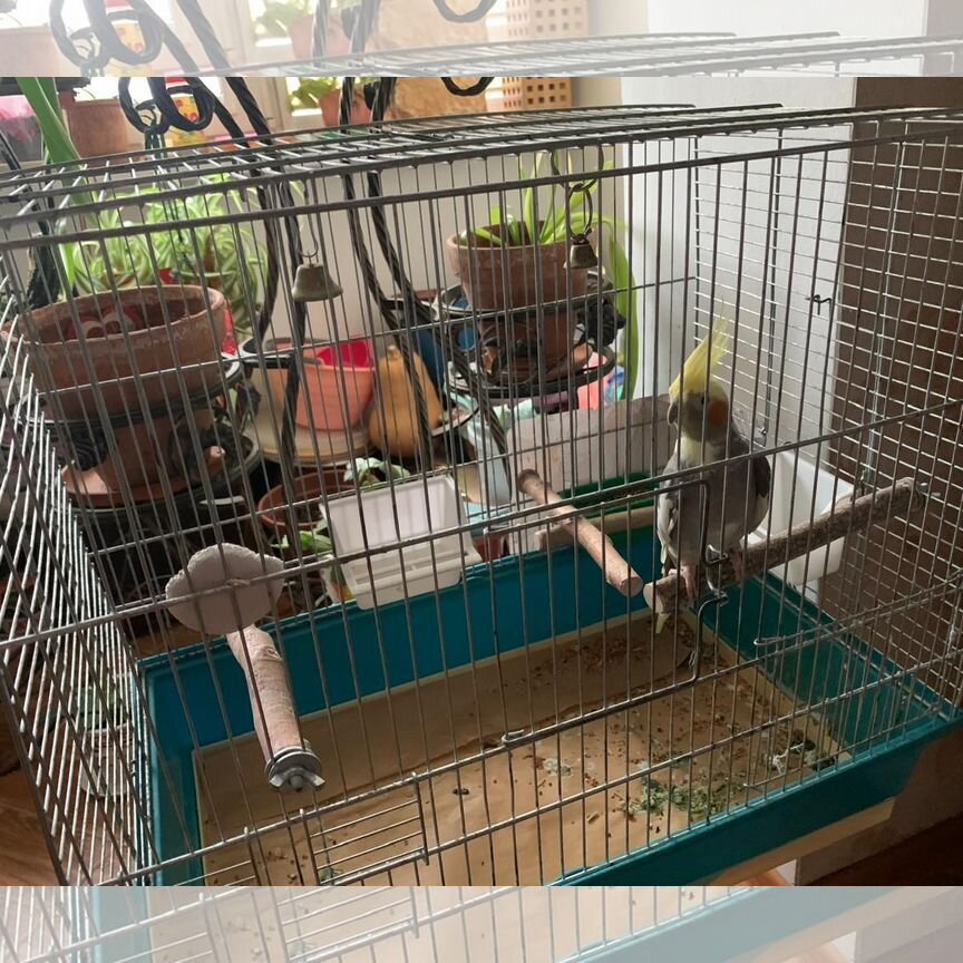 Попугай корелла с клеткой