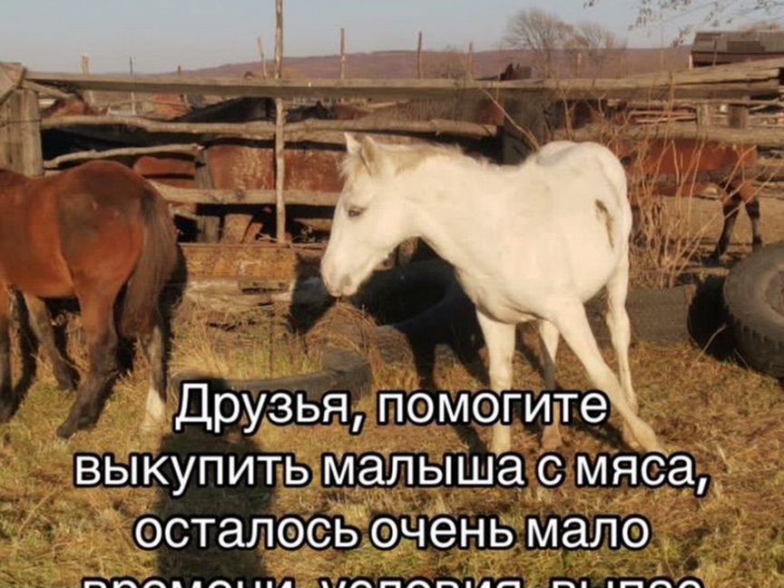 Помогите спасти лошадь