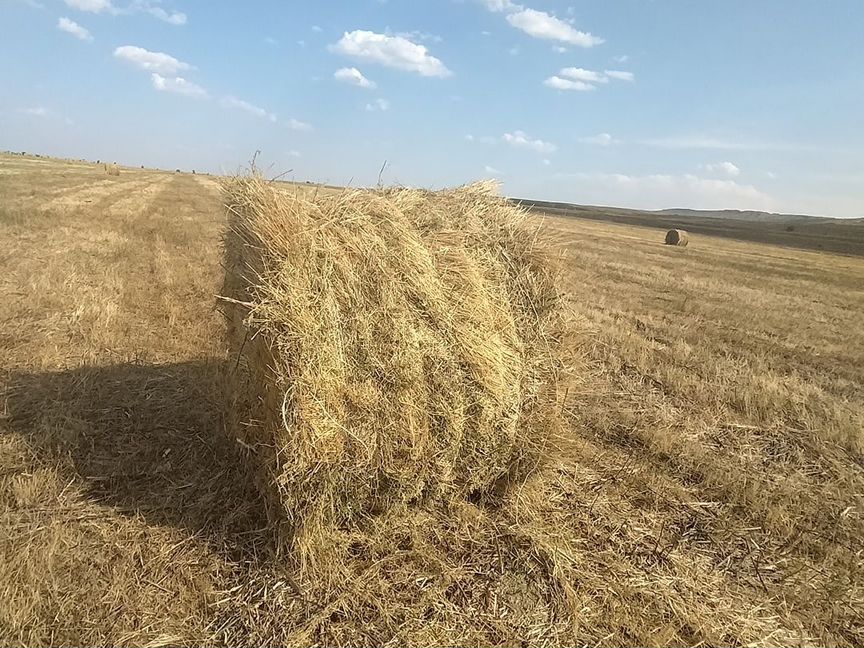 Продам сено в рулонах