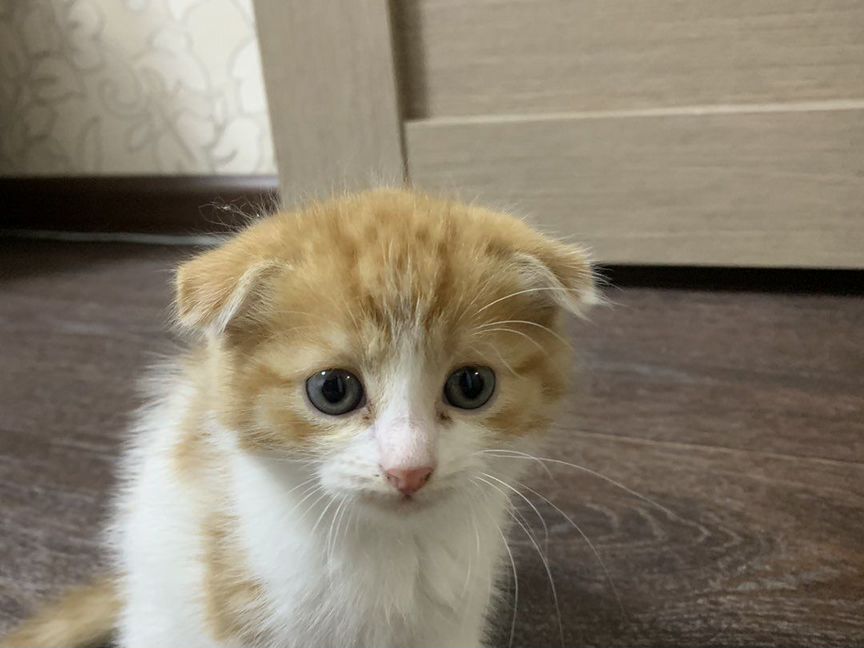 Шотландская вислоухая