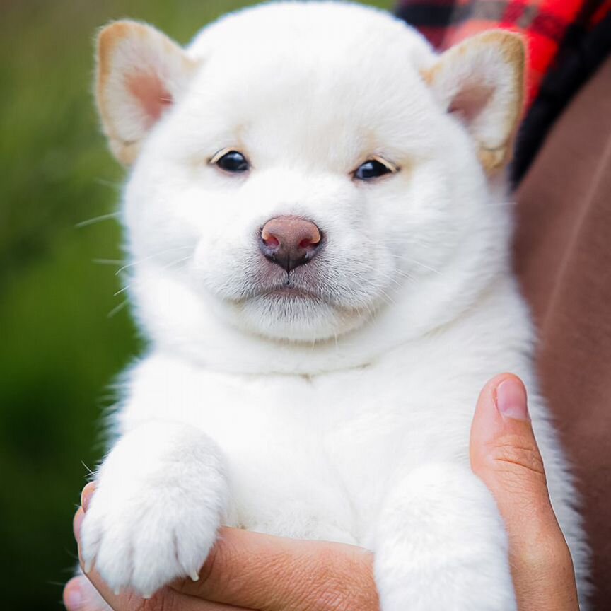 Сиба рыжий и белый