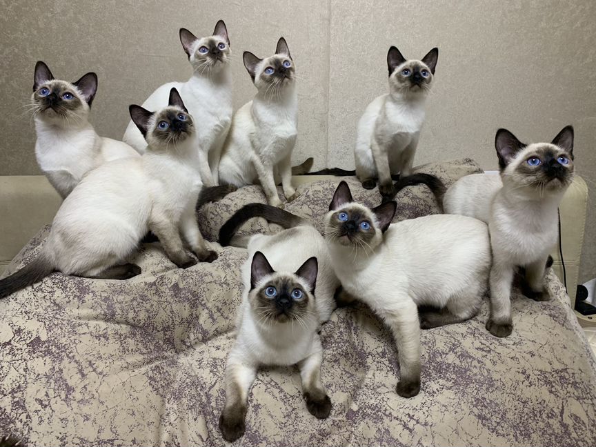 Тайский котенок