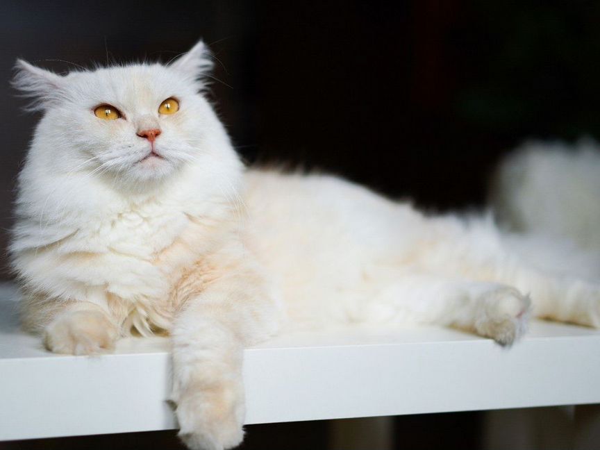 Полностью белый кот бесплатно