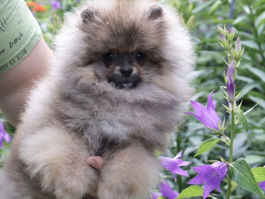 Рыжик по летней цене.Щенок шпица. Есть доставка