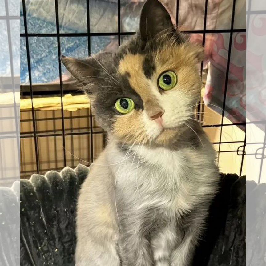 Взрослая, кошка в добрые руки