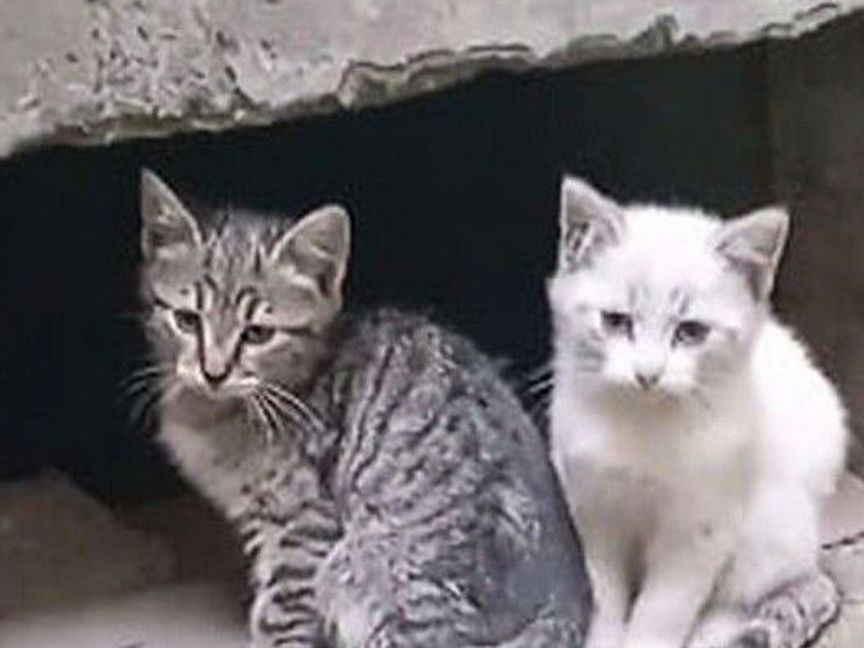 Котята кошки Маши бегают через дорогу