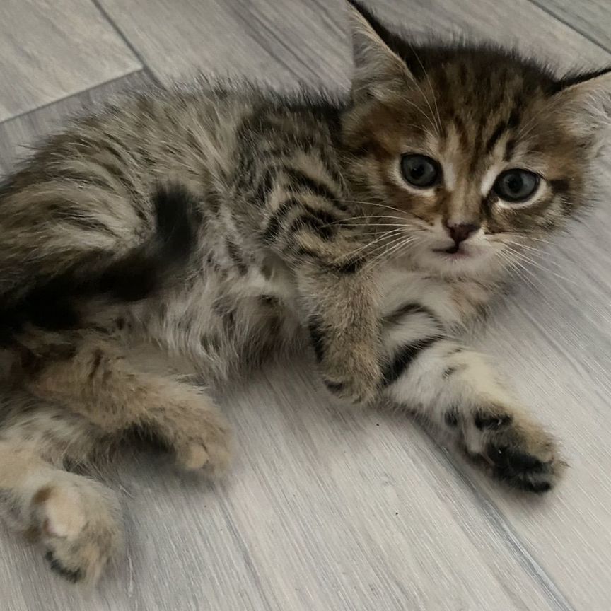 Котёнок отдам даром:)