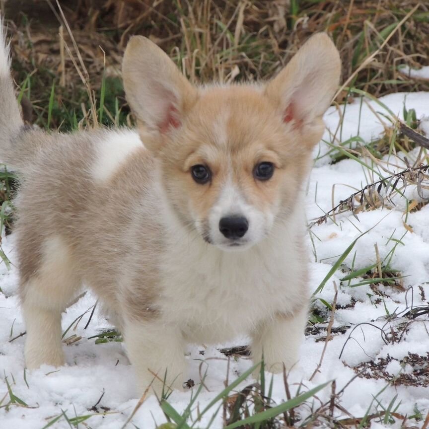 Малыш пемброк