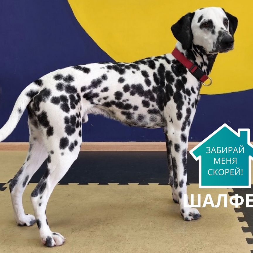 Взрослый пёс из приюта