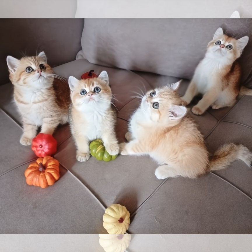 Британский короткошёрстный котёнок