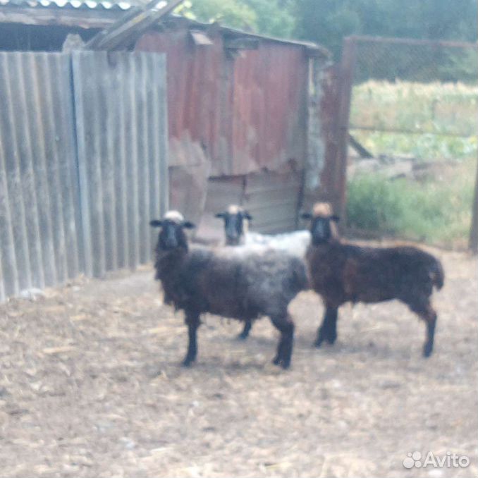 Овцы ярочки