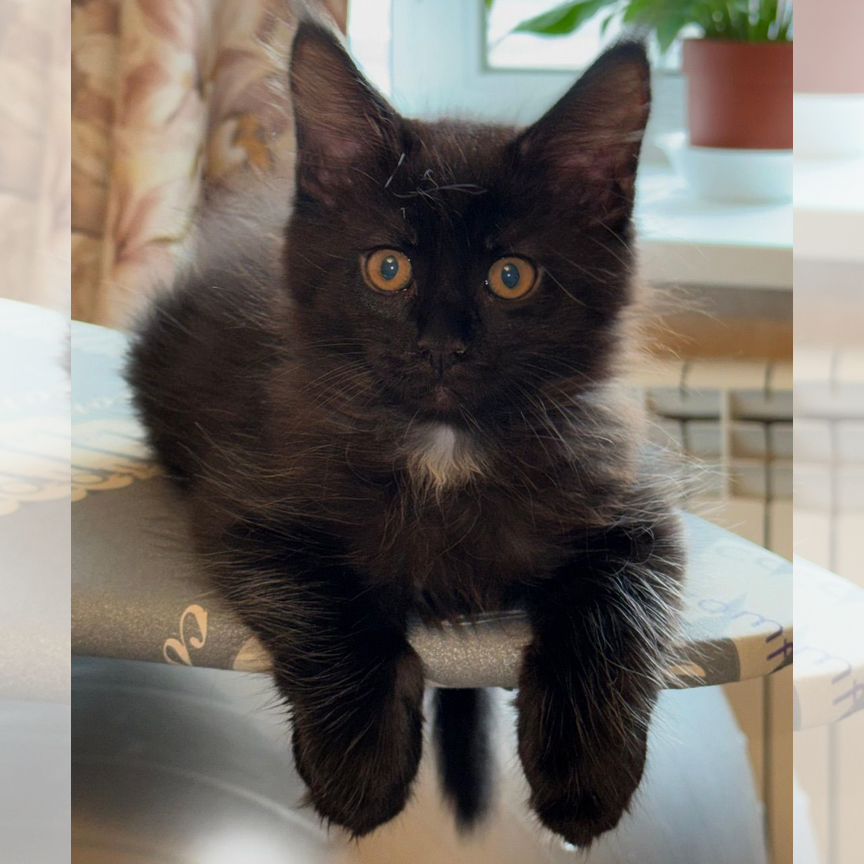 Мейн-кун котёнок