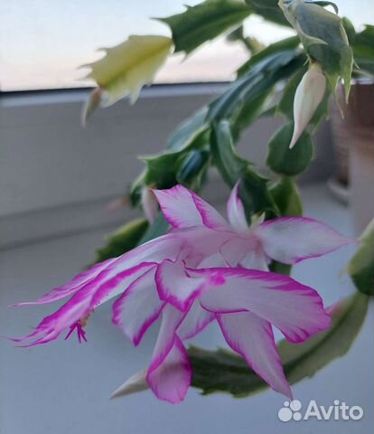 Декабрист вариегатный купить в Новороссийске | Товары для дома и дачи ...