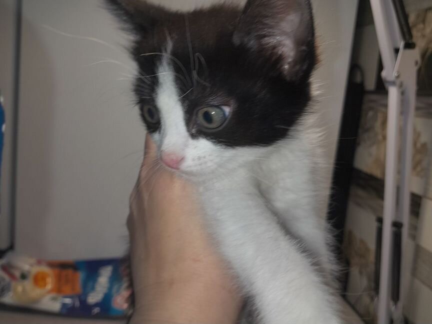 Котята в добрые руки бесплатно