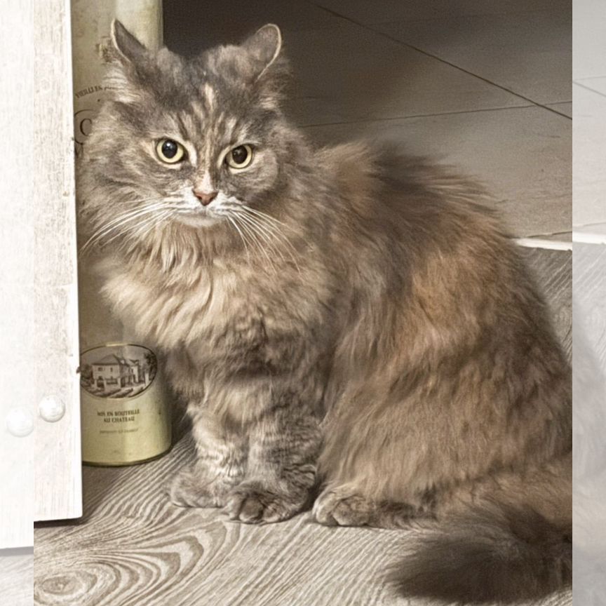Кошечка Пуша