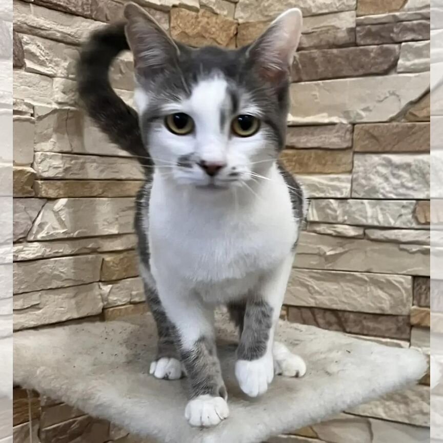 Взрослая, кошка в добрые руки