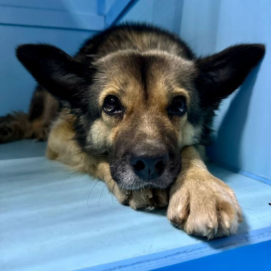 Она не знает,что станет бездомной.Домашняя Фаня