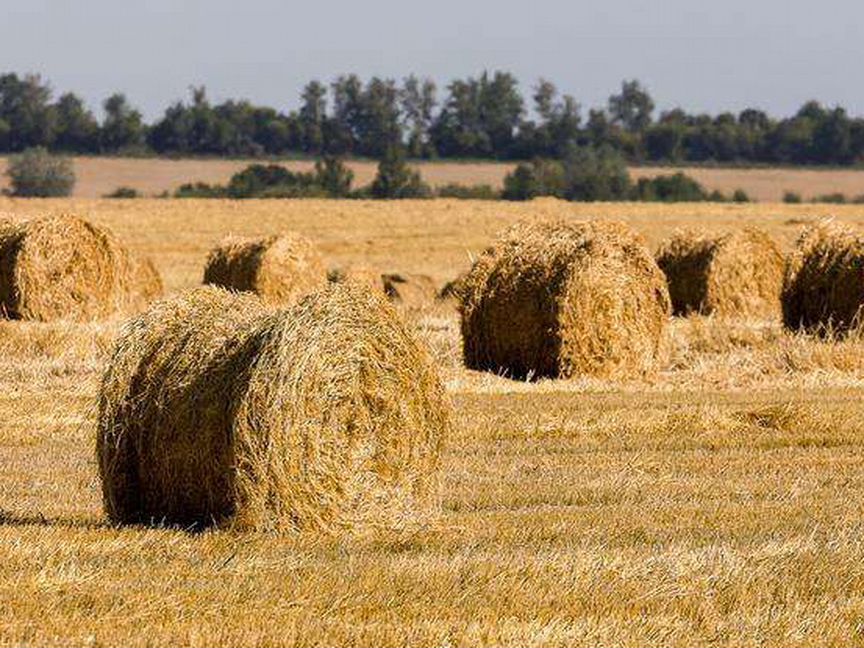 Солома в рулонах 145