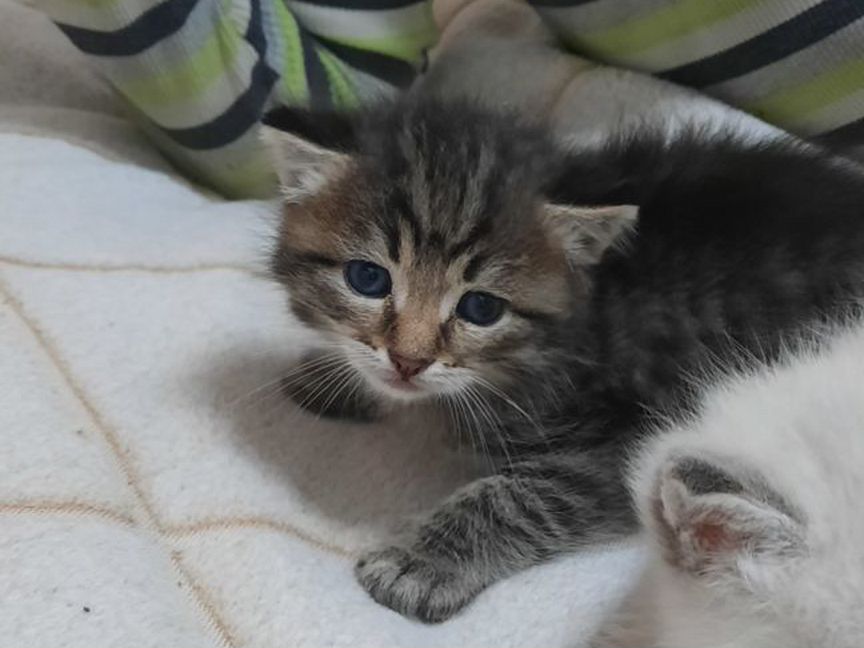 Котята в добрые руки 1 месяц