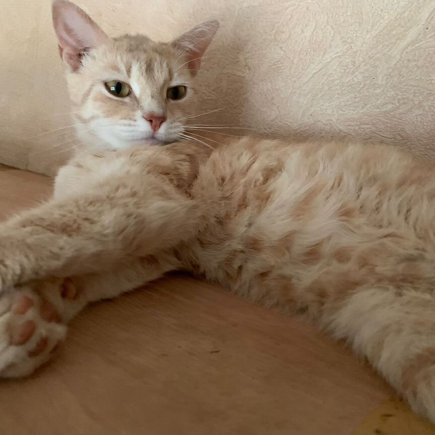 Котик Рыжик ласковый молодой кастрирован