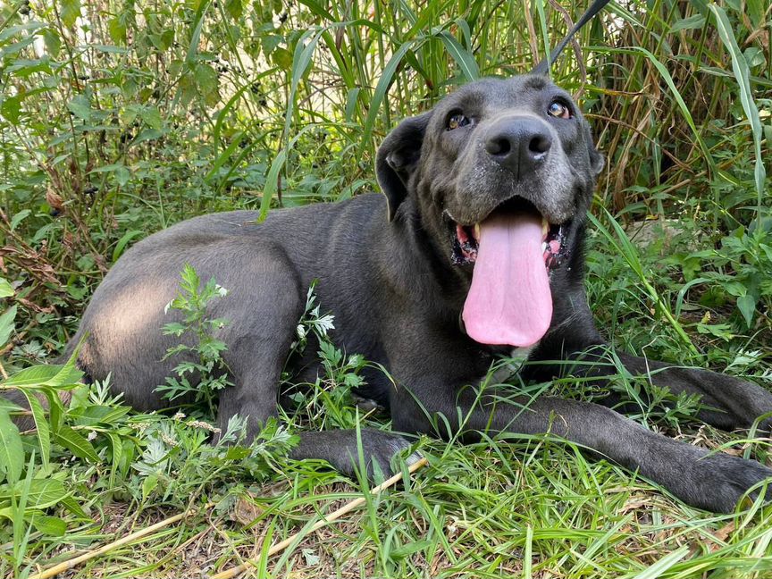 Собака метис кане корсо, добрая девочка
