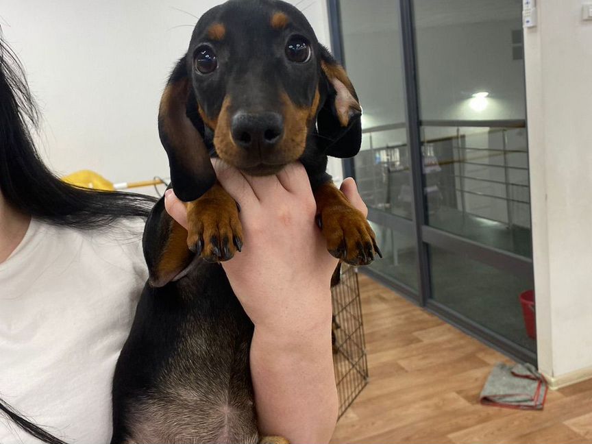 Щенок стандартной таксы от питомника