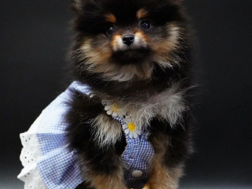 Померанское счастье