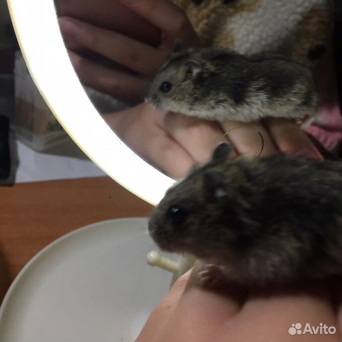 Хомячата джунгарики (1,5 месяца)