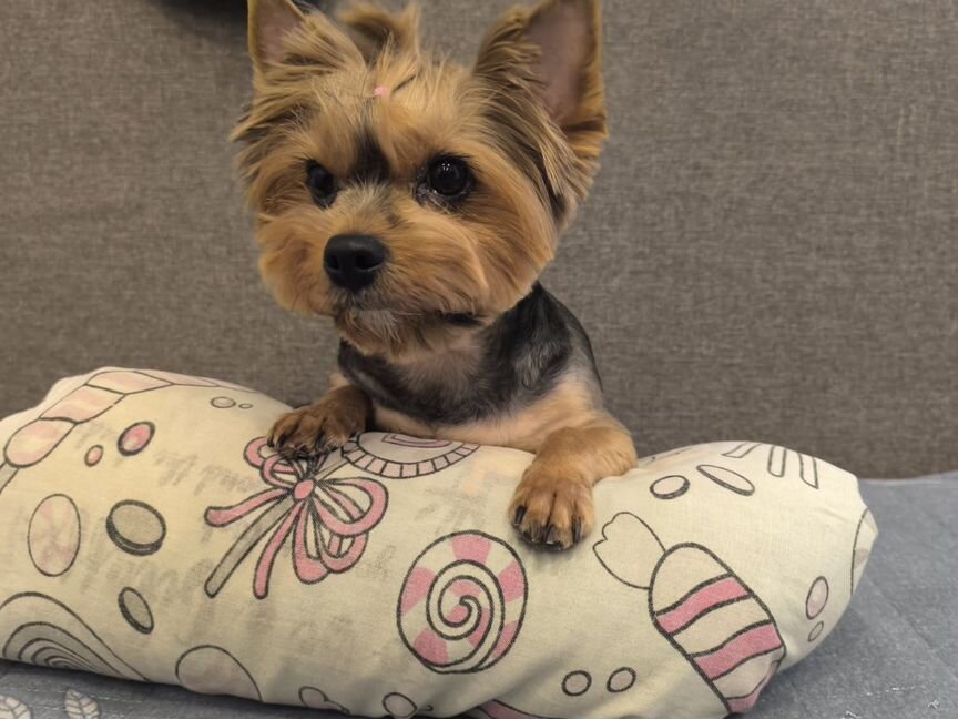 Йоркширский терьер