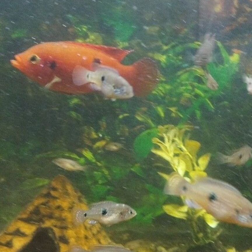 Рыбки, Цихлиды, Хромис красавец