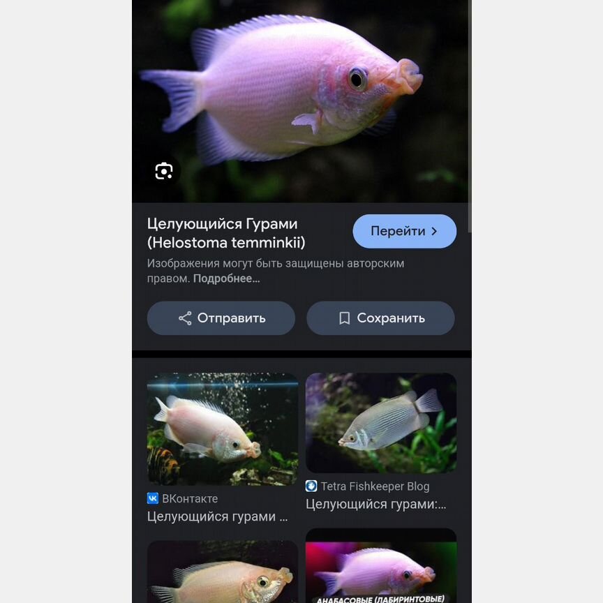 Гурами целующийся