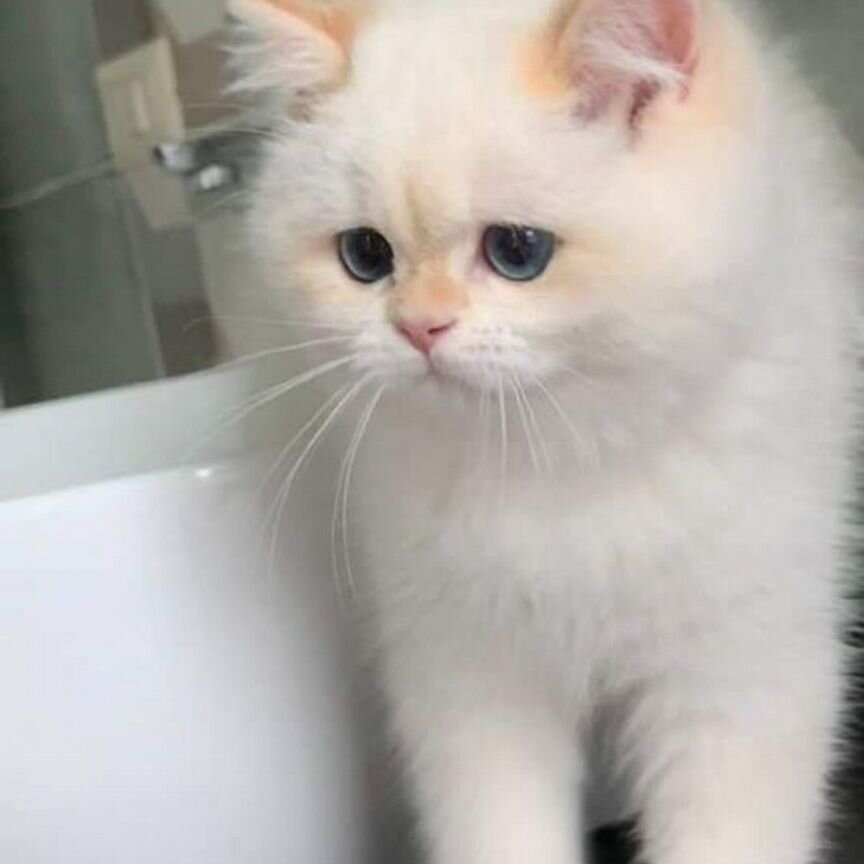 Британские котята ny 12