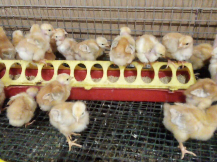 Цыплята бройлеры кобб 500