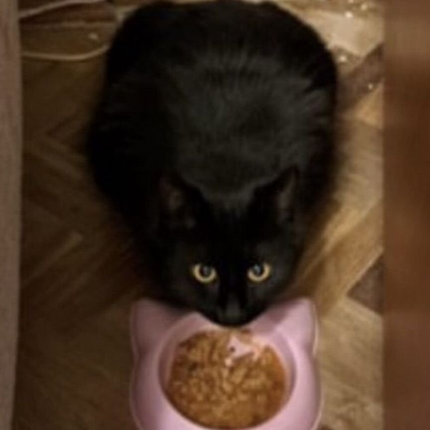 Черная кошка