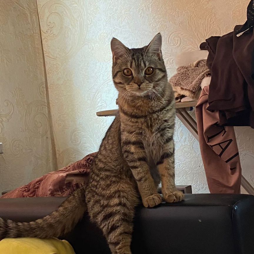 Домашние животные кошки