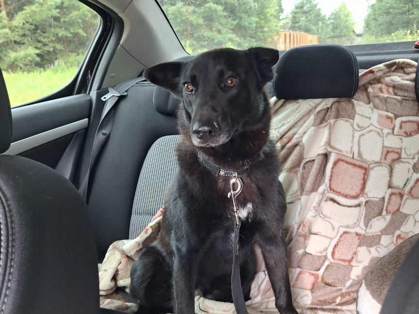 Красотка Черничка ищет семью