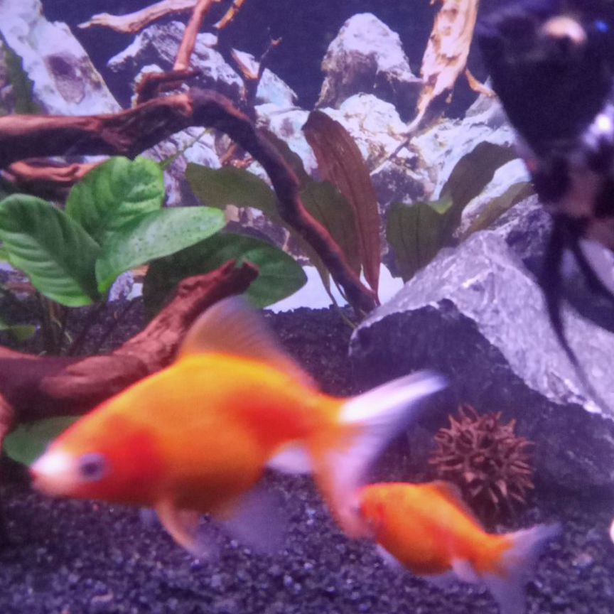 Золотые рыбки