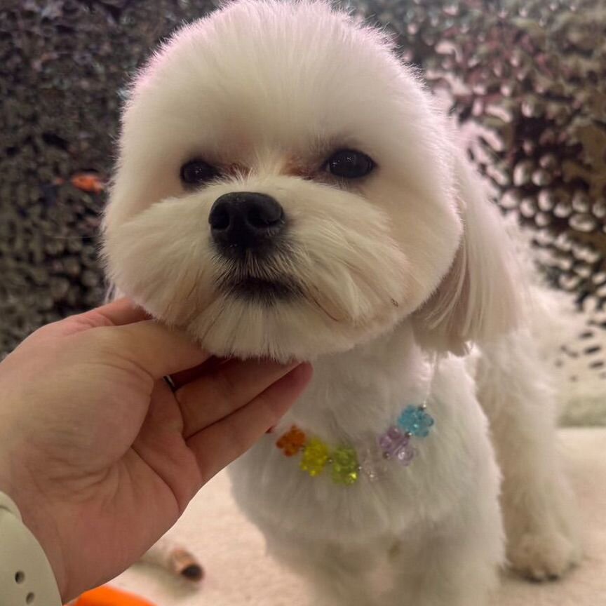 Мальтийская болонка, вязка