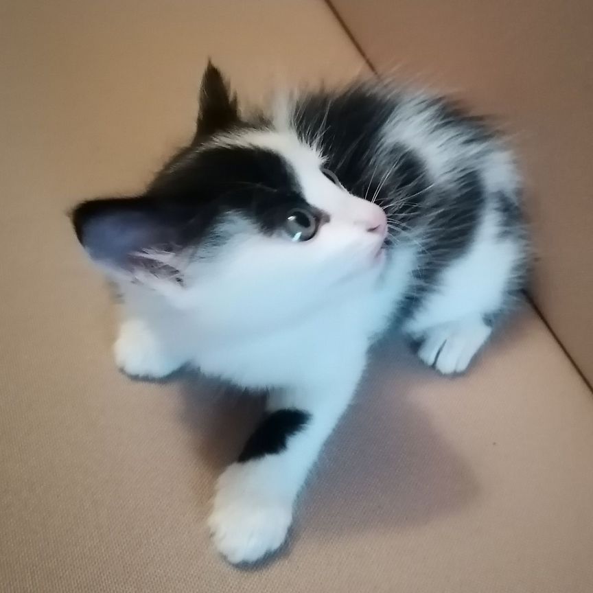 Котенок-мальчик