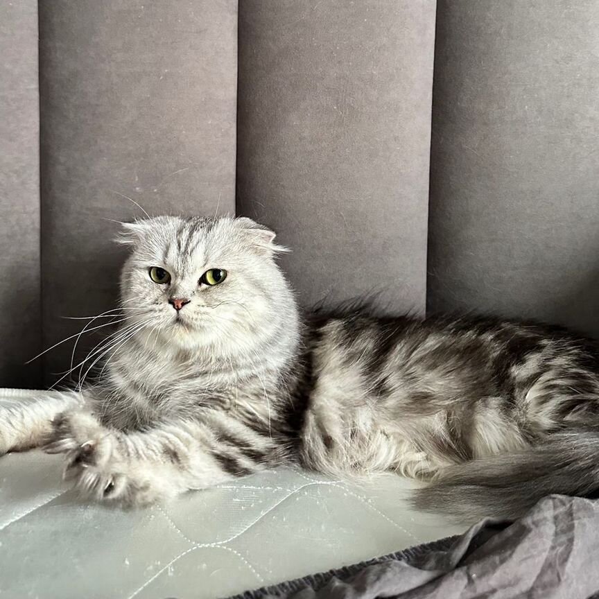 Шотландская вислоухая длинношёрстная, взрослая кошка