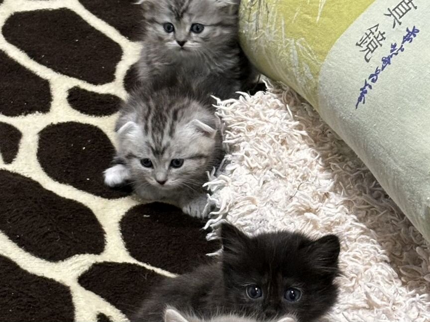 Чистокровные шотландские котята