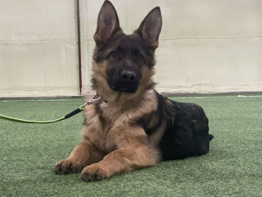 Отличный парень 5 мес