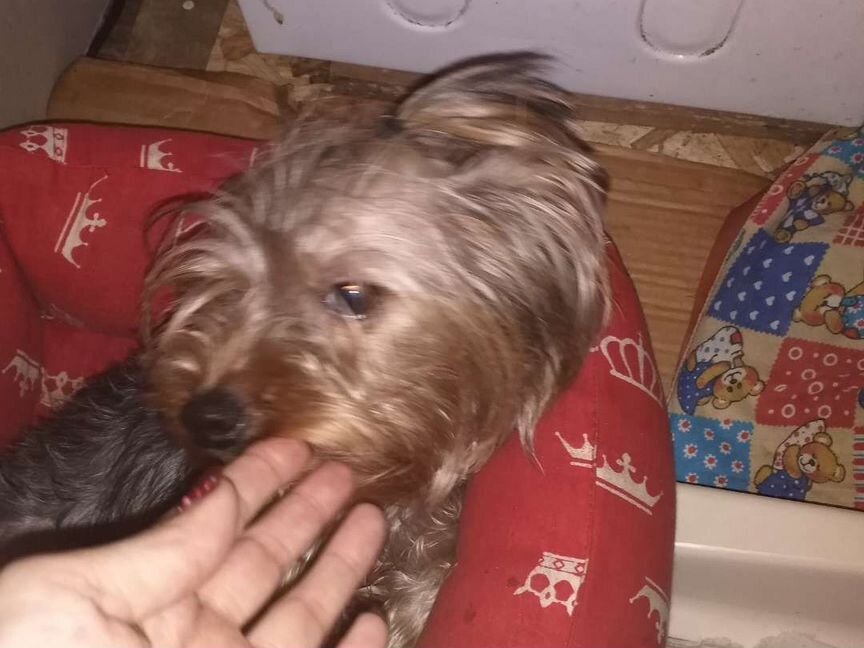 Собака йоркширский терьер