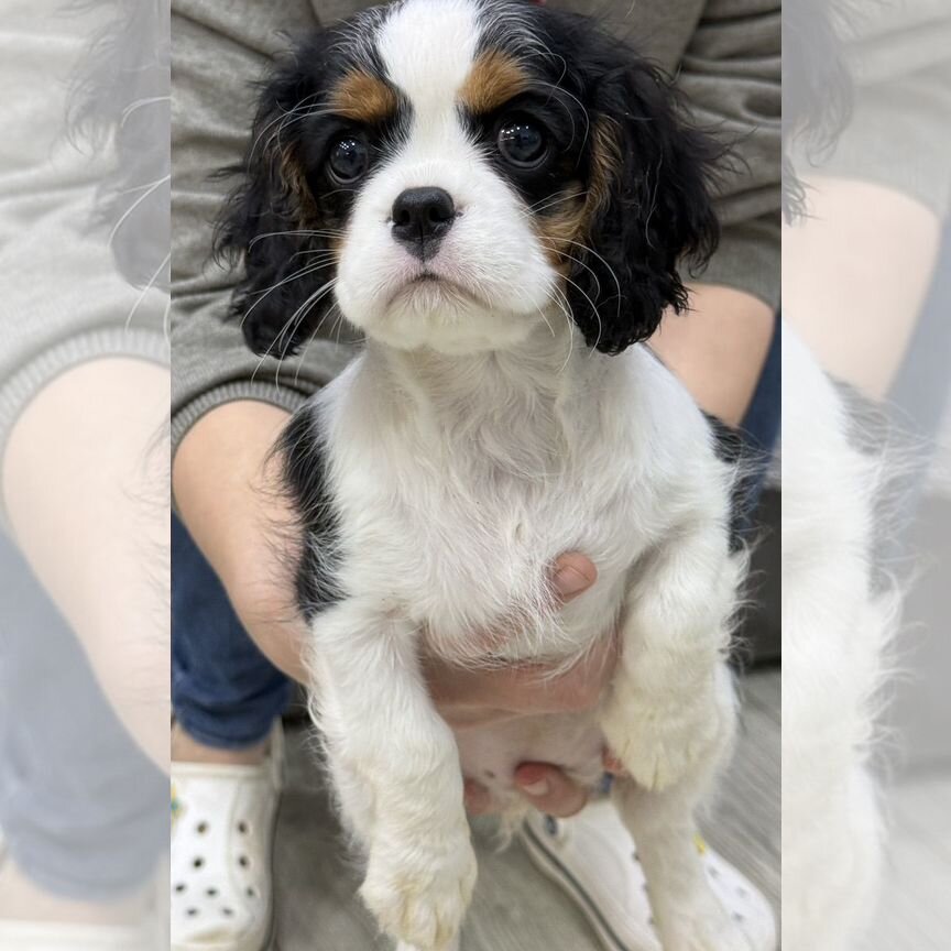 Кавалер кинг-чарльз-спаниель, щенок