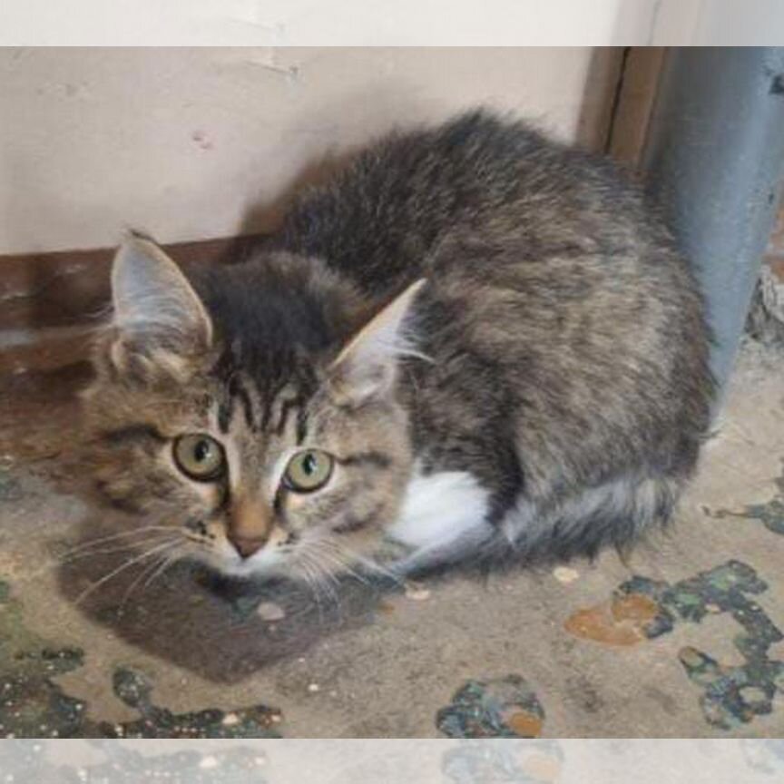 Котёнок в добрые руки