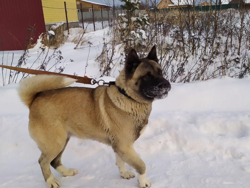 Американская акита