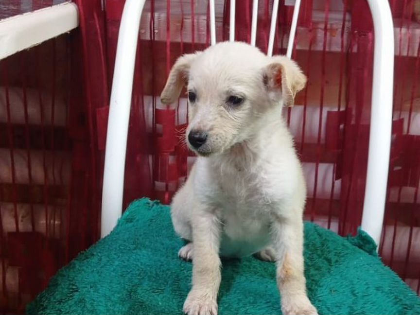 Щенок в добрые руки маленькой собаки