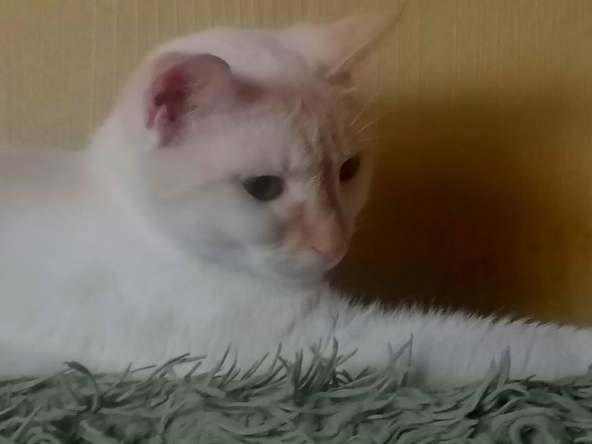 Кошки в добрые руки бесплатно