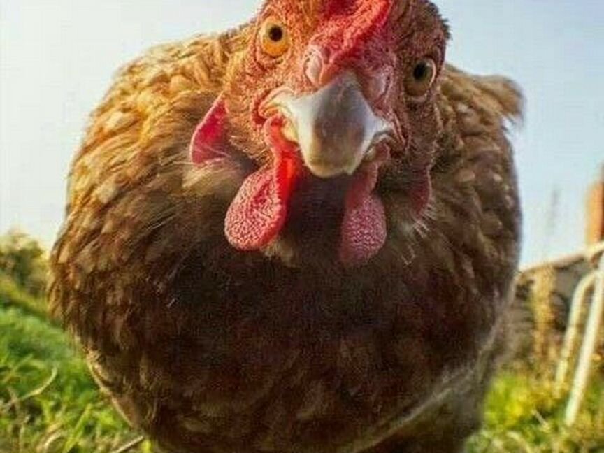 Инкубационное яйцо бройлера