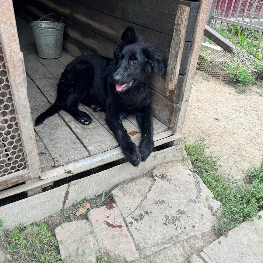 Черная немецкая овчарка